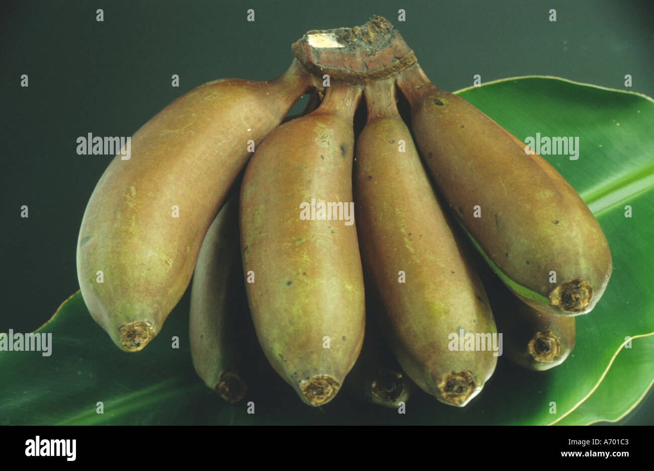 food fruit fruits exotic banana bananas special kind from Costa Rica ...