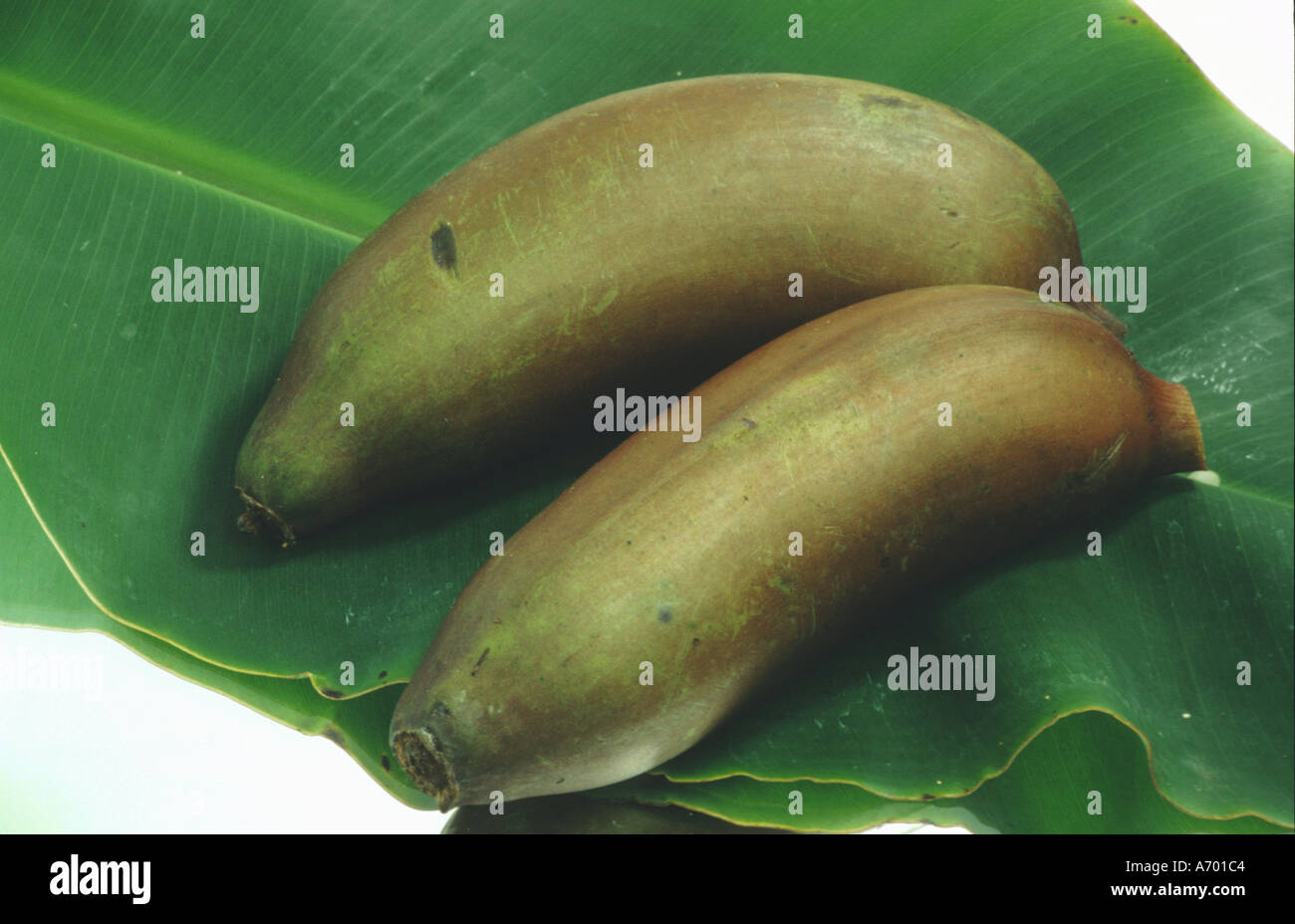 food fruit fruits exotic banana bananas special kind from Costa Rica ...