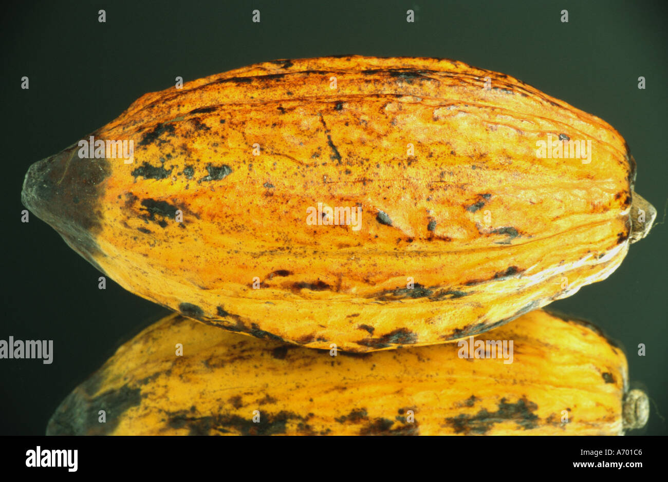 Cacoa fruit hi-res stock photography and images - Alamy