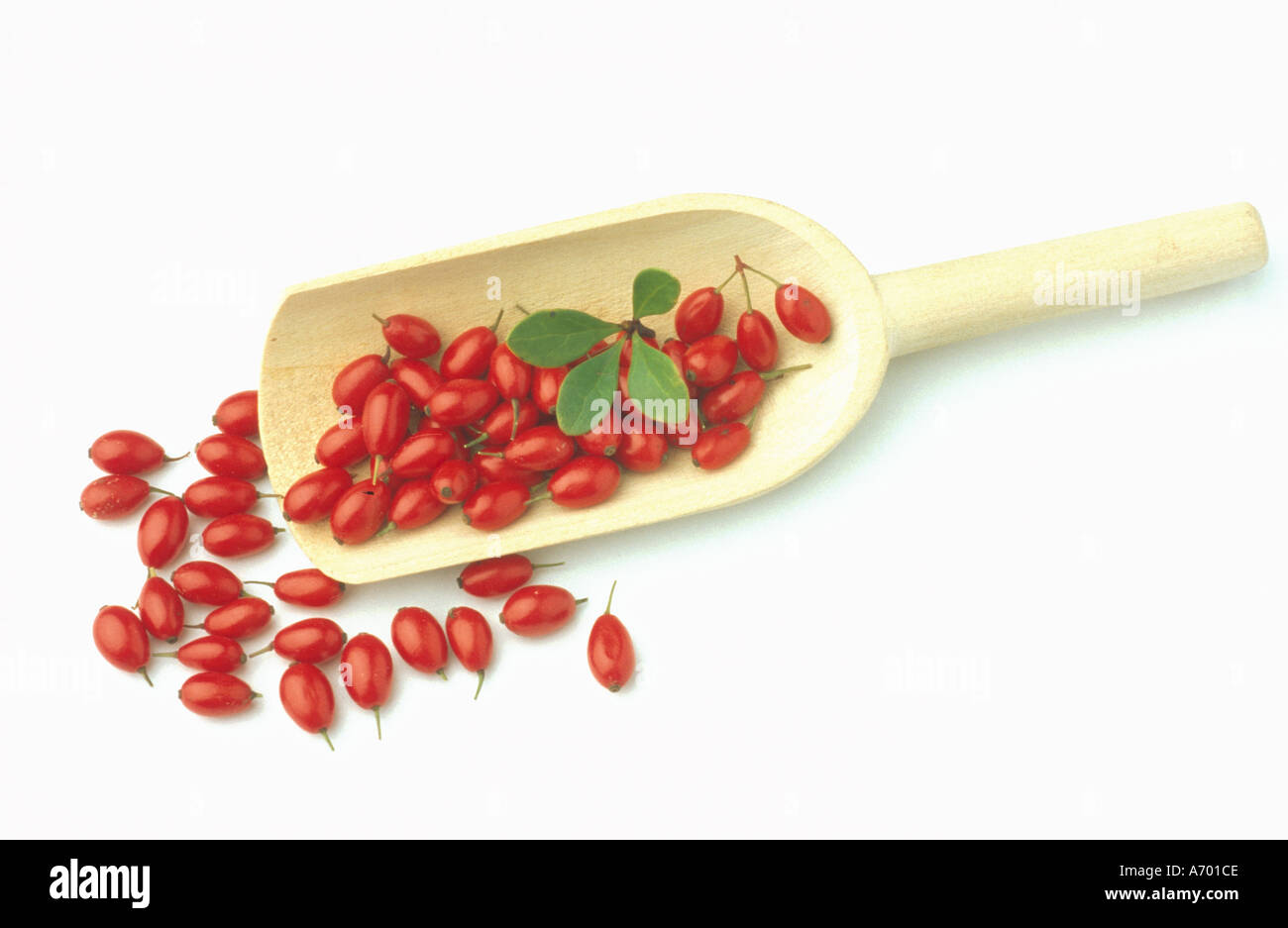 food fruit fruits berry berries common barberry berberis vulgaris ...