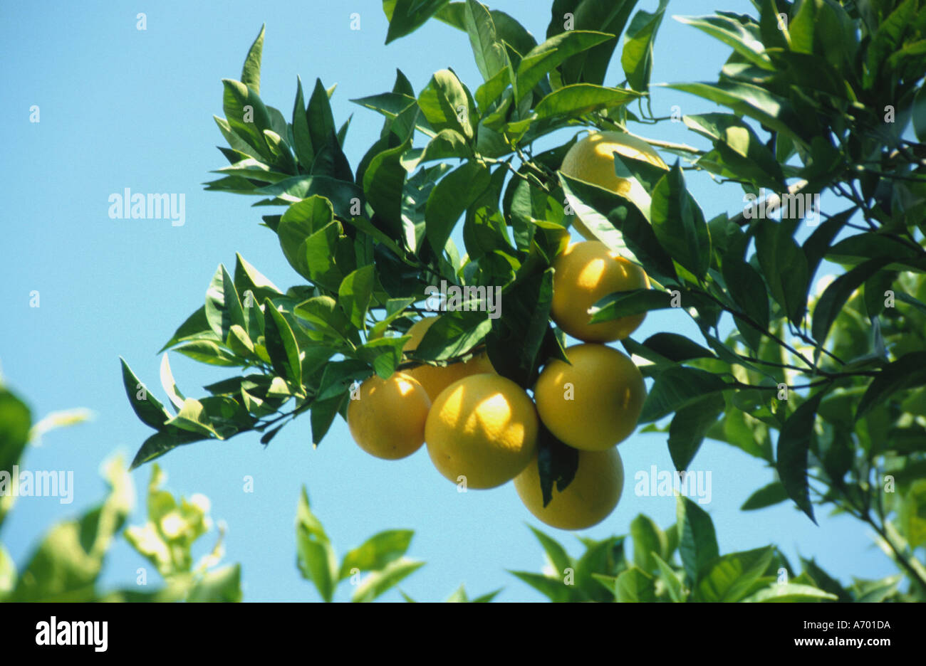 orange tree with oranges food fruits outdoor tree Stock Photo - Alamy