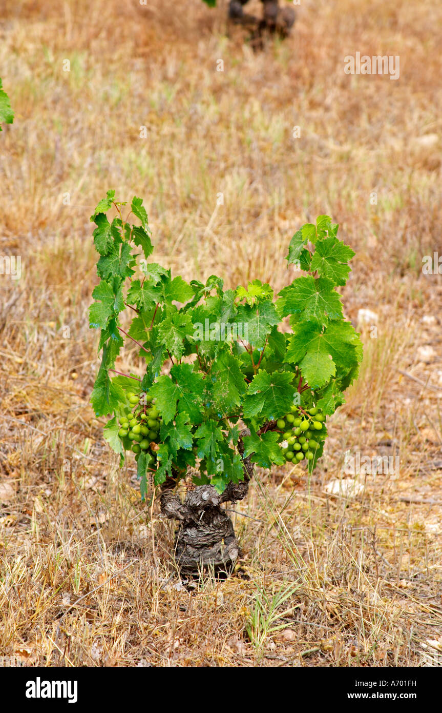 Domaine de Nidoleres. Roussillon. Vines trained in Gobelet pruning ...