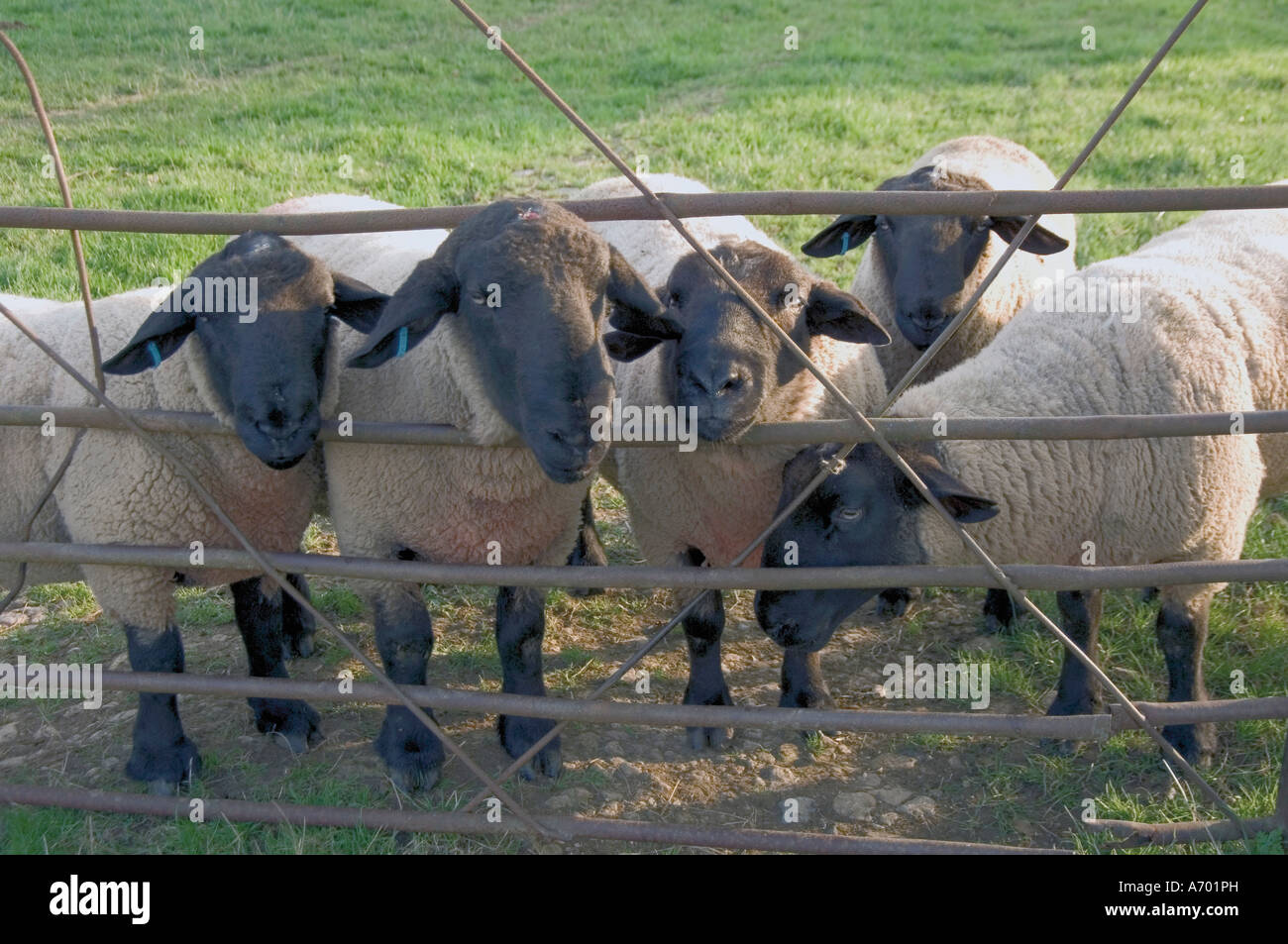 Black faced sheep looking through gate on the Cotswold Way Stanway ...