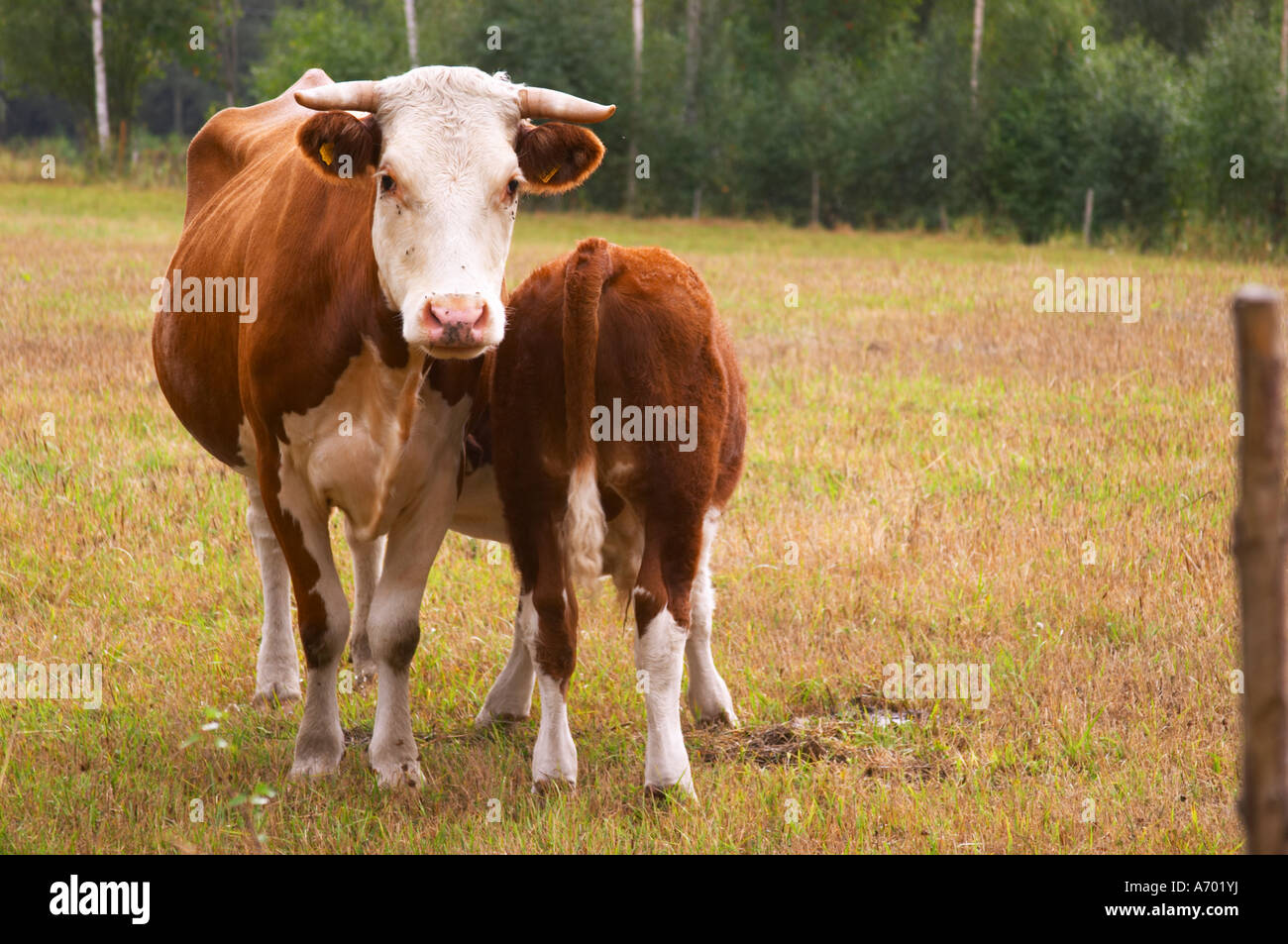Calf Cow Brown and white Smaland region. Sweden, Europe Stock Photo - Alamy