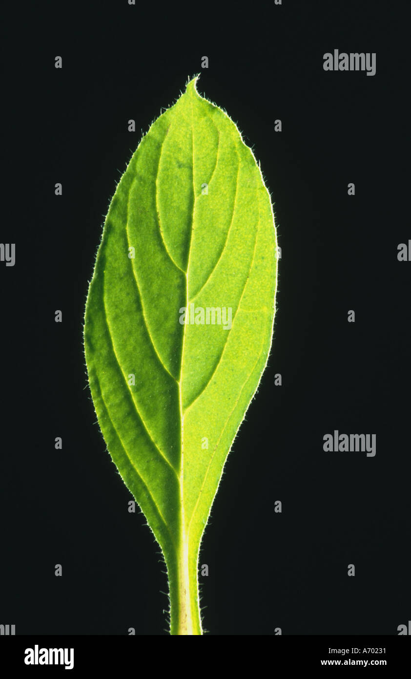 Ruca hi-res stock photography and images - Alamy