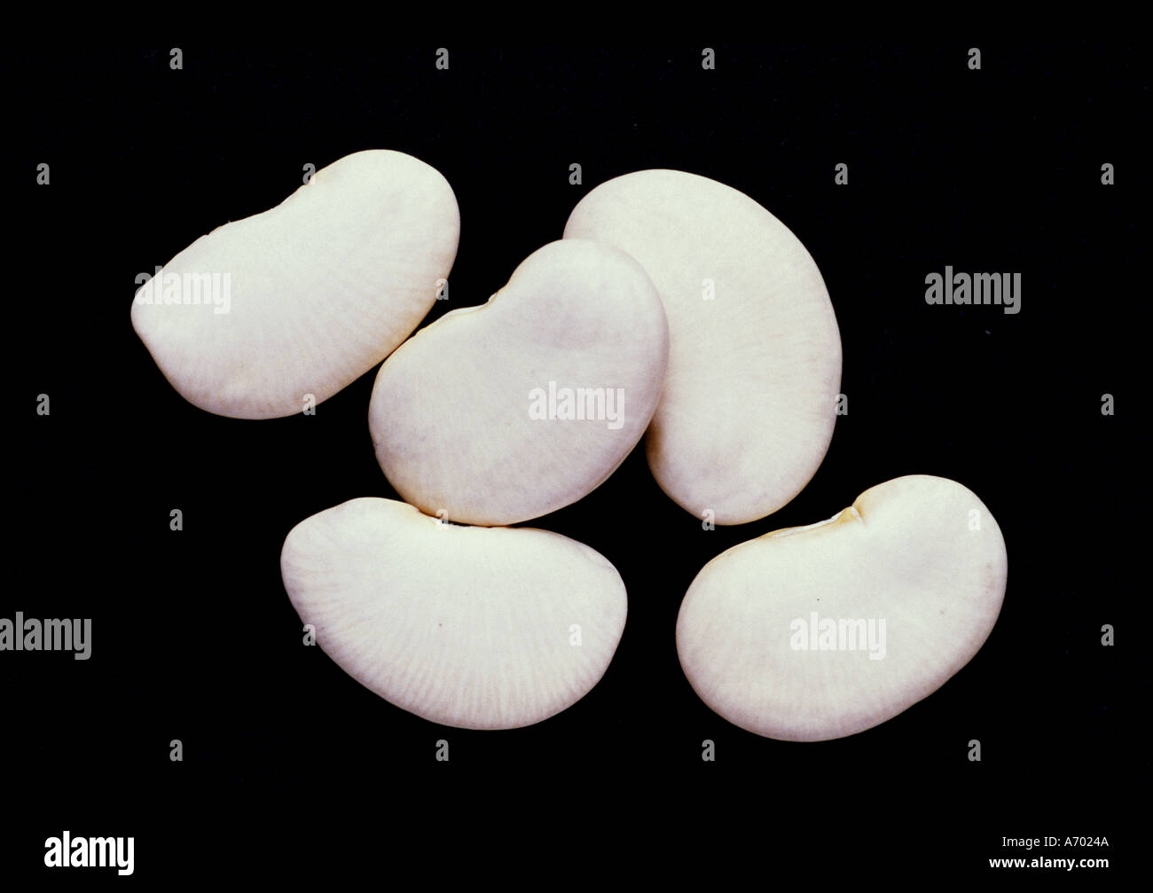 food vegetable legume coronabeans dry white beans Stock Photo - Alamy