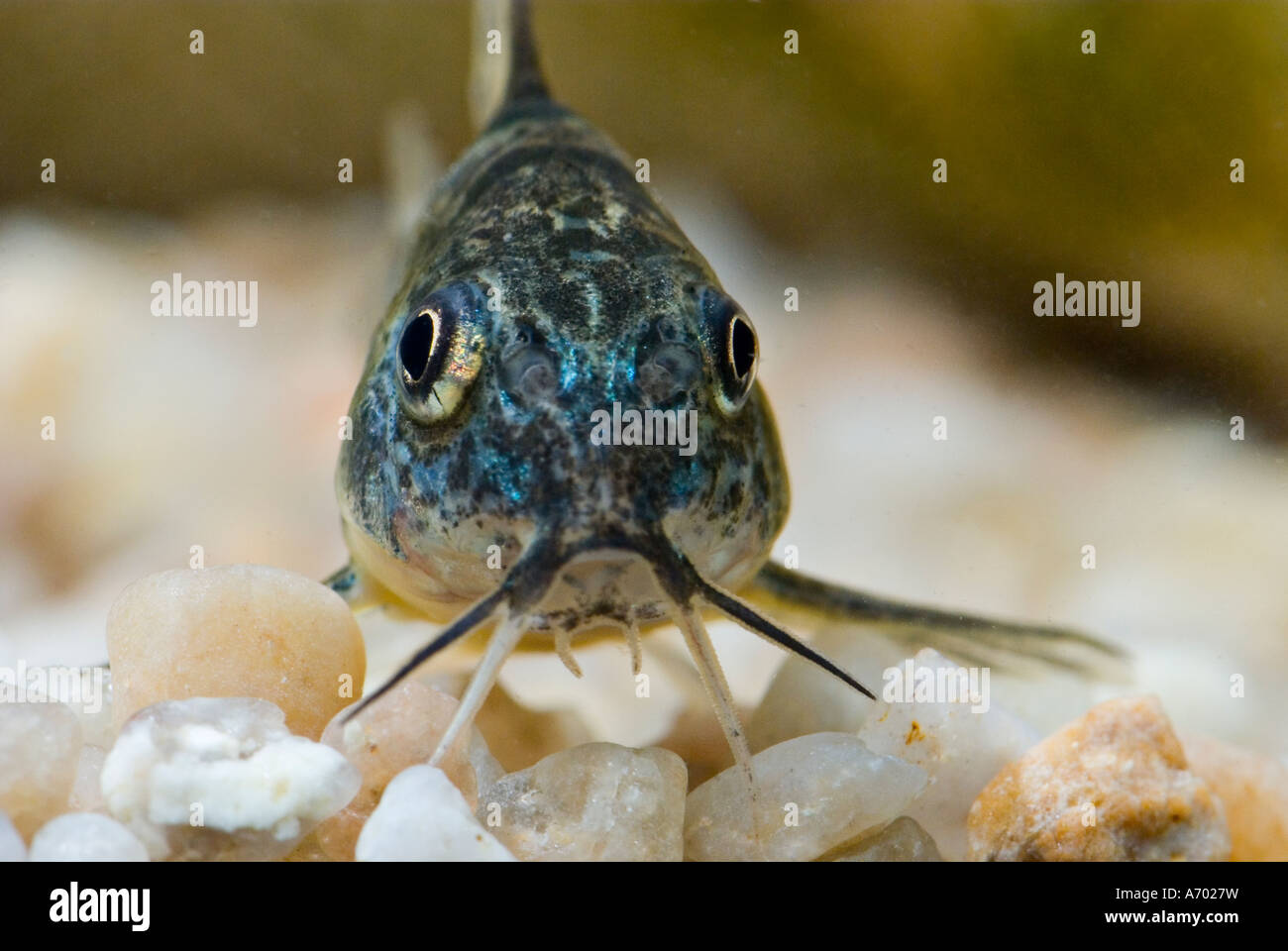 Peppered catfish in home tropical freshwater aquarium Stock Photo - Alamy