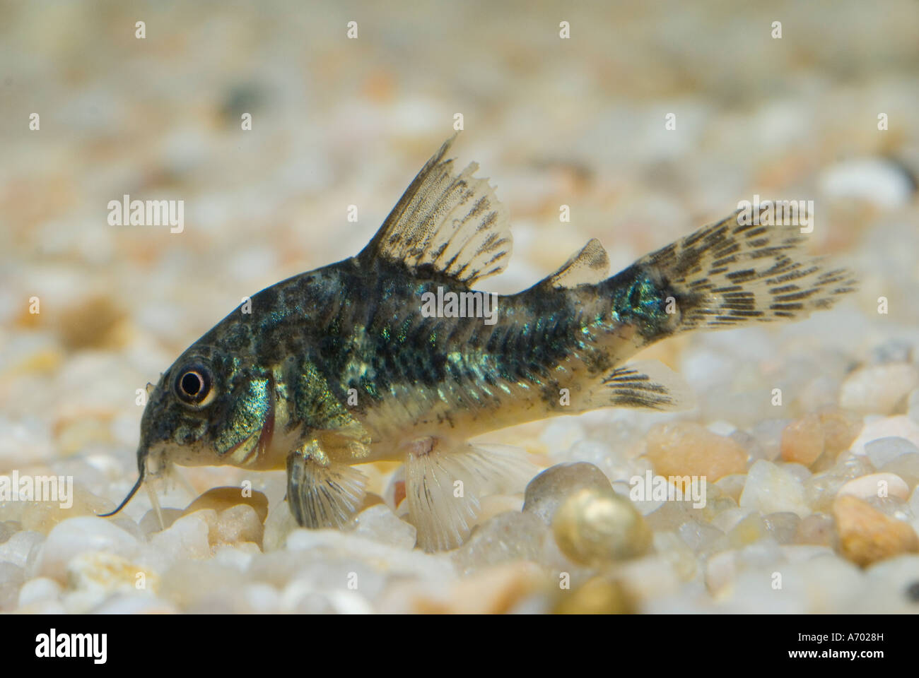 Peppered catfish in home tropical freshwater aquarium Stock Photo - Alamy