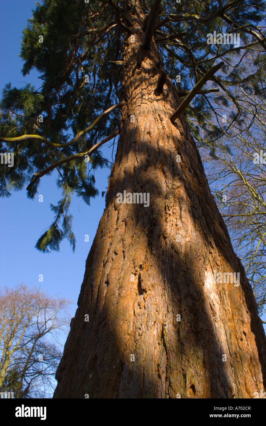 Wellingtonia redwood tree in Kelso Churchyard Scottish Borders UK ...