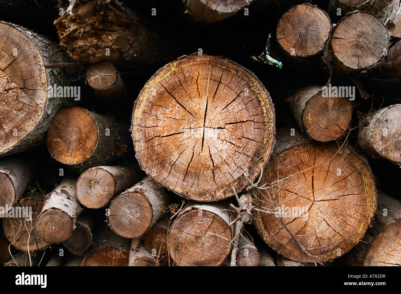 Detail of a pile of timber. Pine tree. Smaland region. Sweden, Europe ...