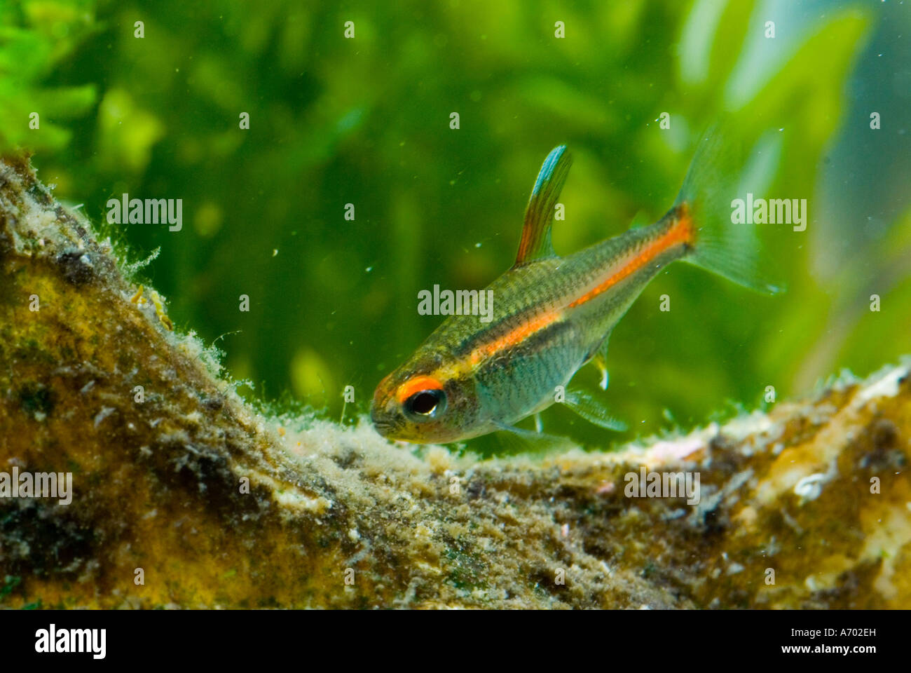 White cloud minnow in home tropical aquarium Stock Photo - Alamy