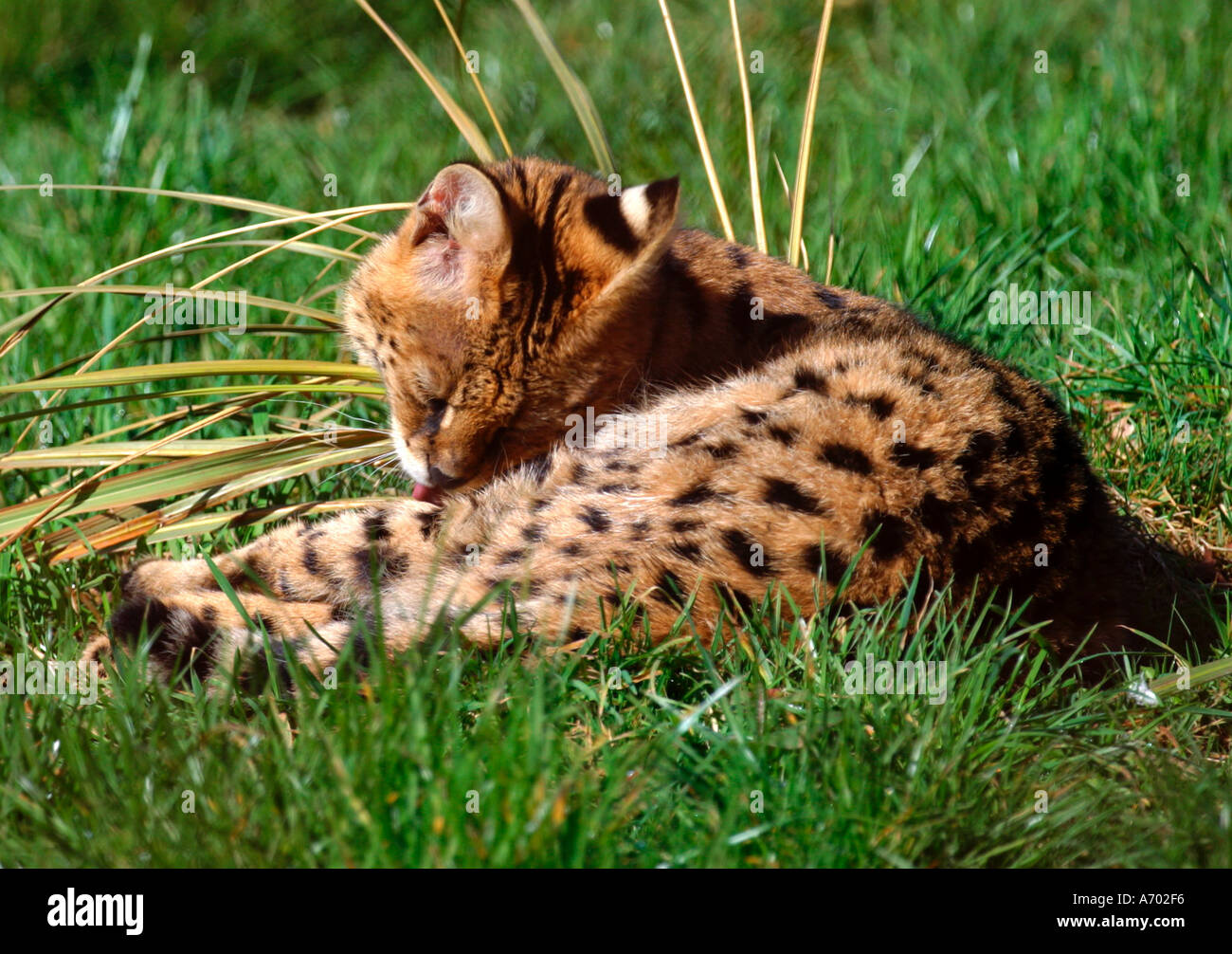 Serval at Marwell Zoo Stock Photo - Alamy