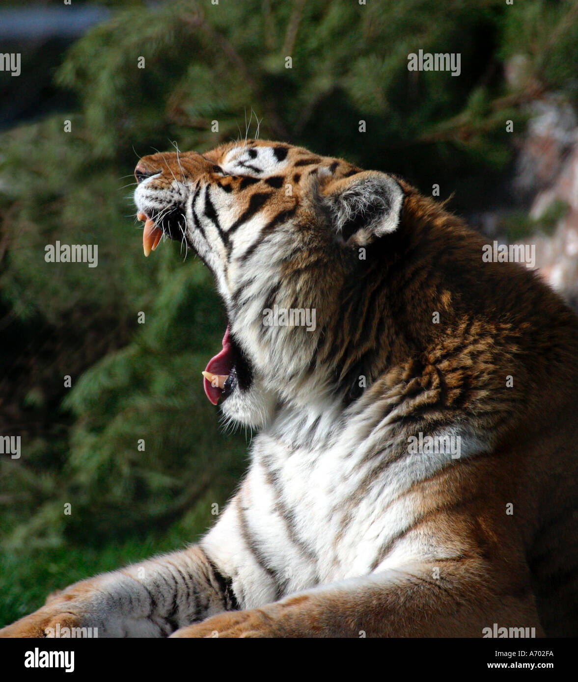 Amur Tiger at Marwell Zoo Stock Photo - Alamy
