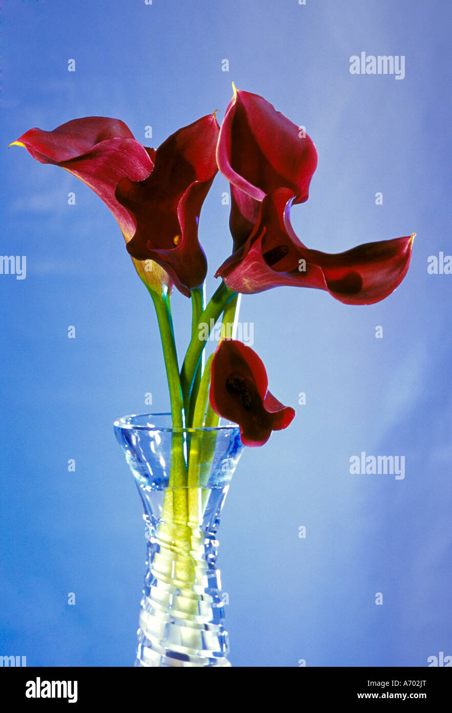 Red Calla Lilies Stock Photo - Alamy