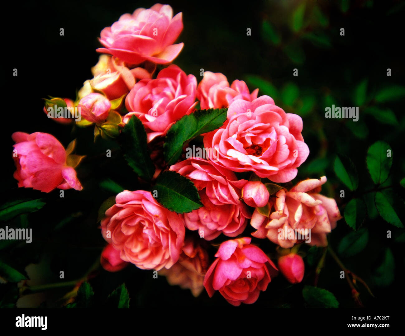 Red Garden Roses Stock Photo - Alamy