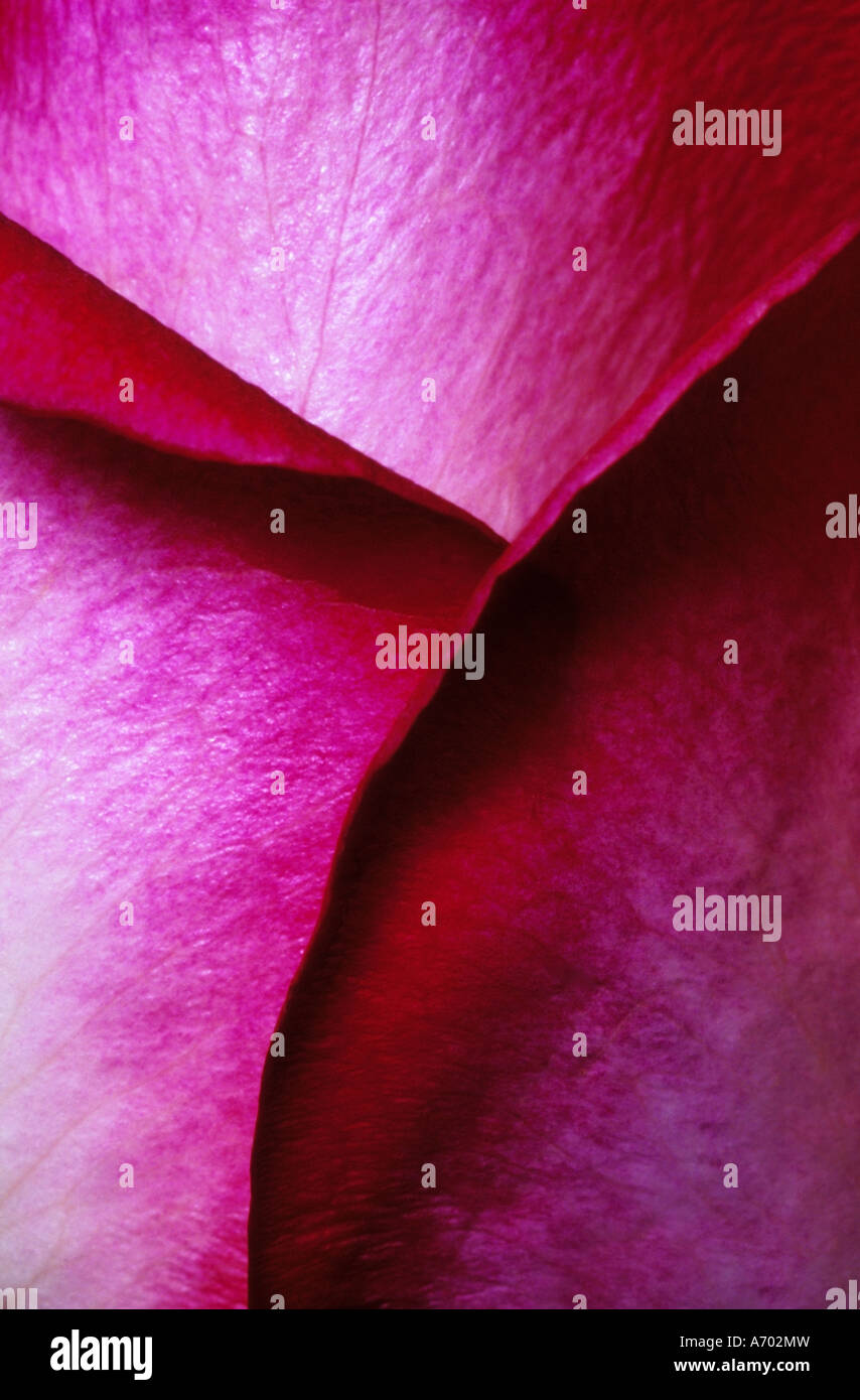 Rose patals hi-res stock photography and images - Alamy