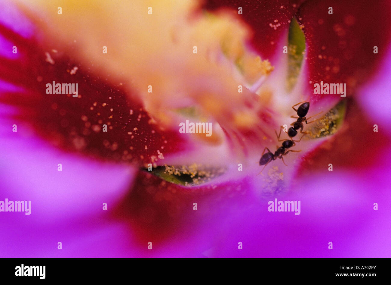 Two Ants in a Garden Flower Stock Photo - Alamy