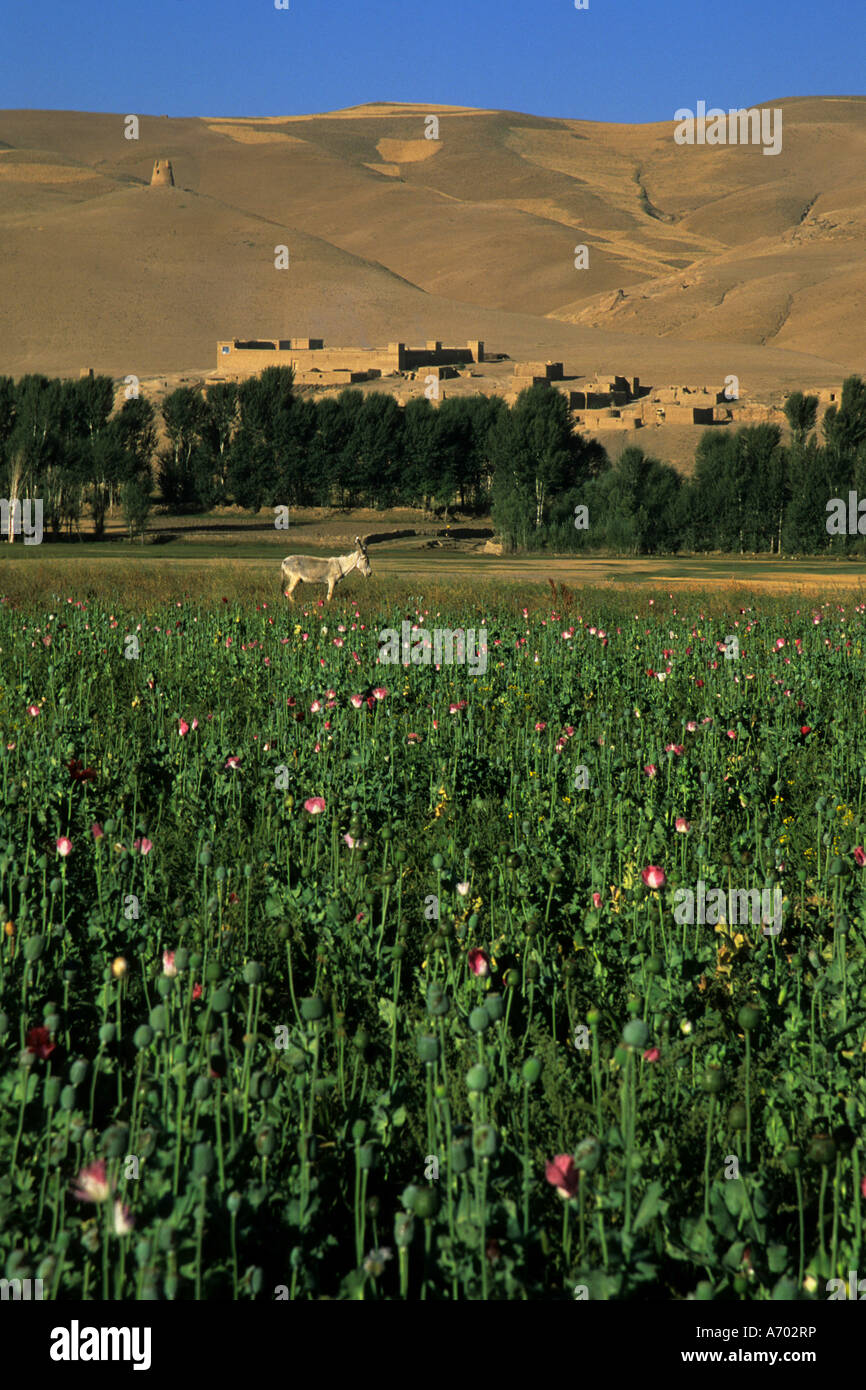 Poppy field between Daulitiar and Chakhcharan Afghanistan Asia Stock ...