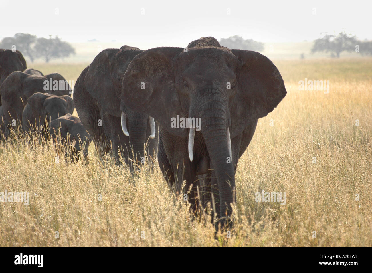 African elephant procession through Serengeti plains, Tanzania Stock ...
