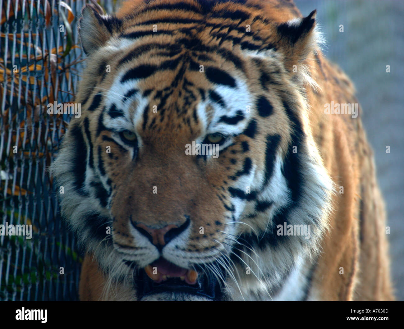Amur Tiger at Marwell Zoo Stock Photo - Alamy