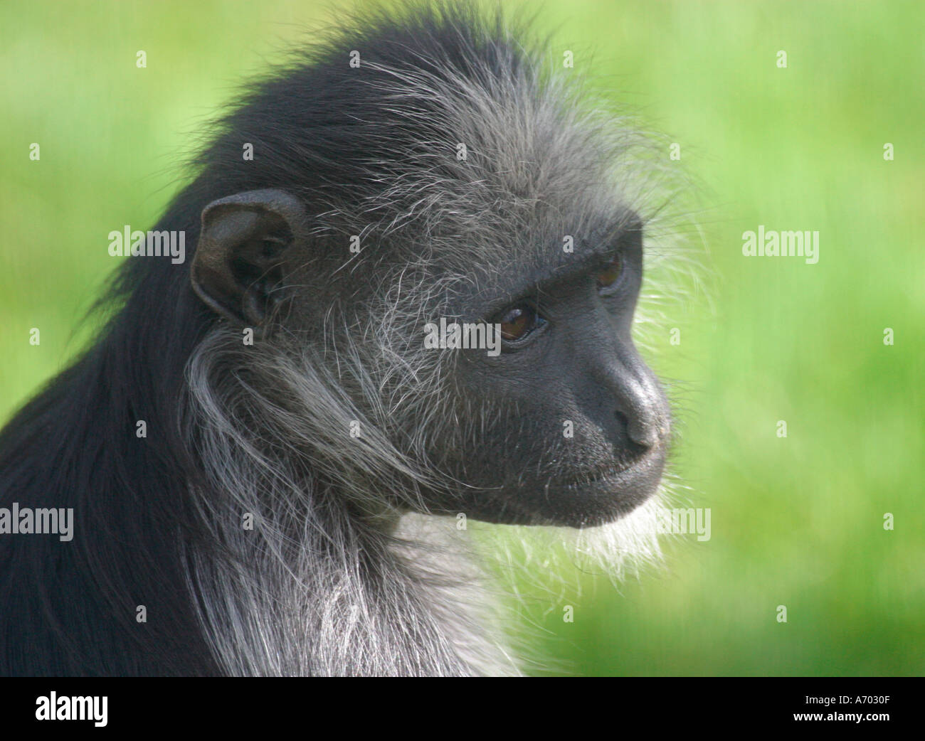 Colobus Monkey at Marwell Zoo Stock Photo - Alamy
