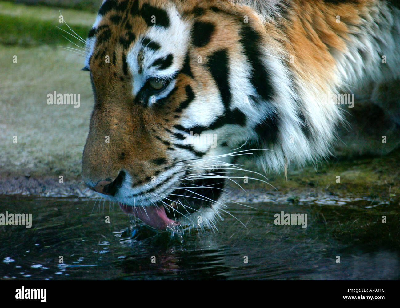 Tiger marwell zoo hi-res stock photography and images - Alamy