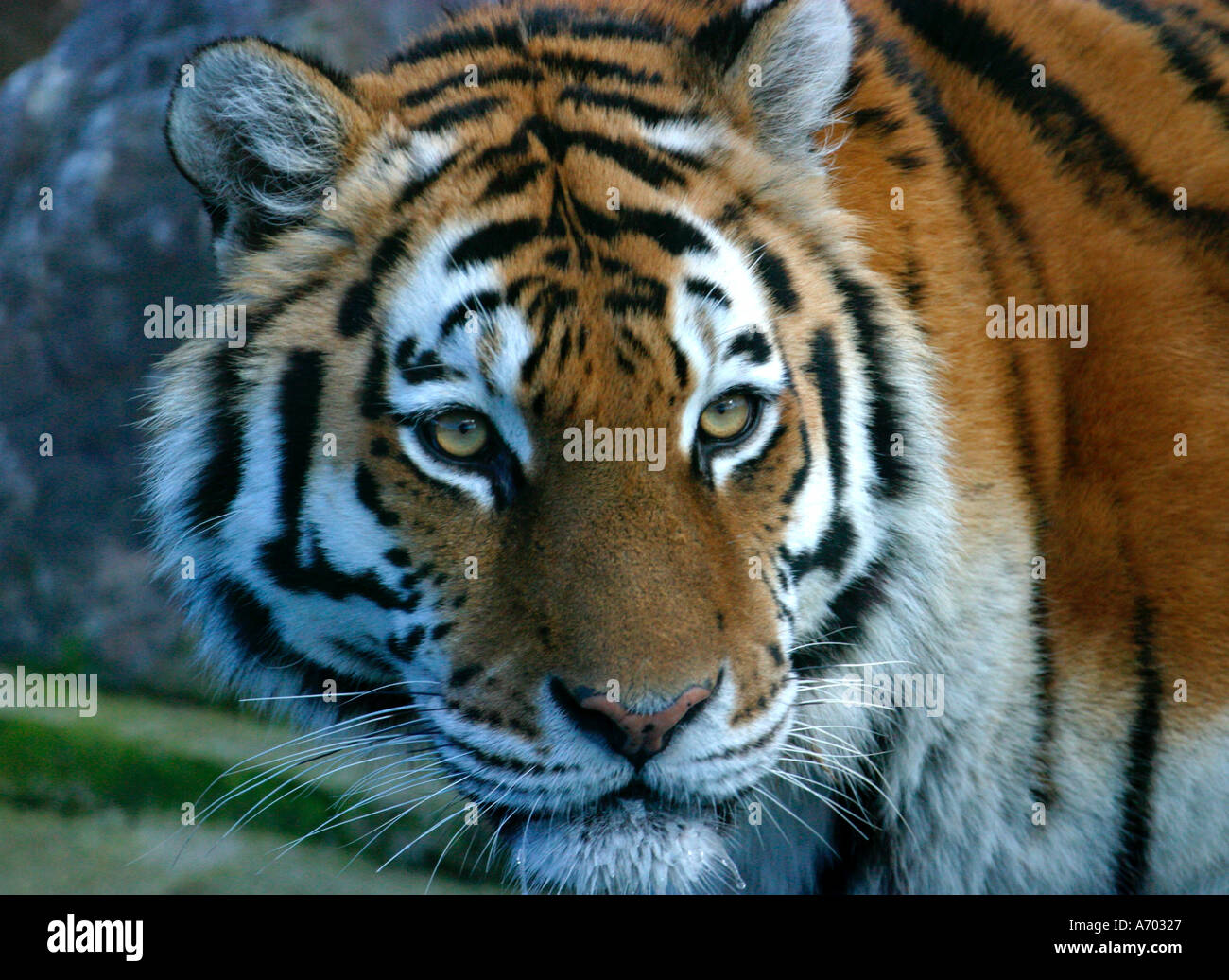 Tiger marwell zoo hi-res stock photography and images - Alamy