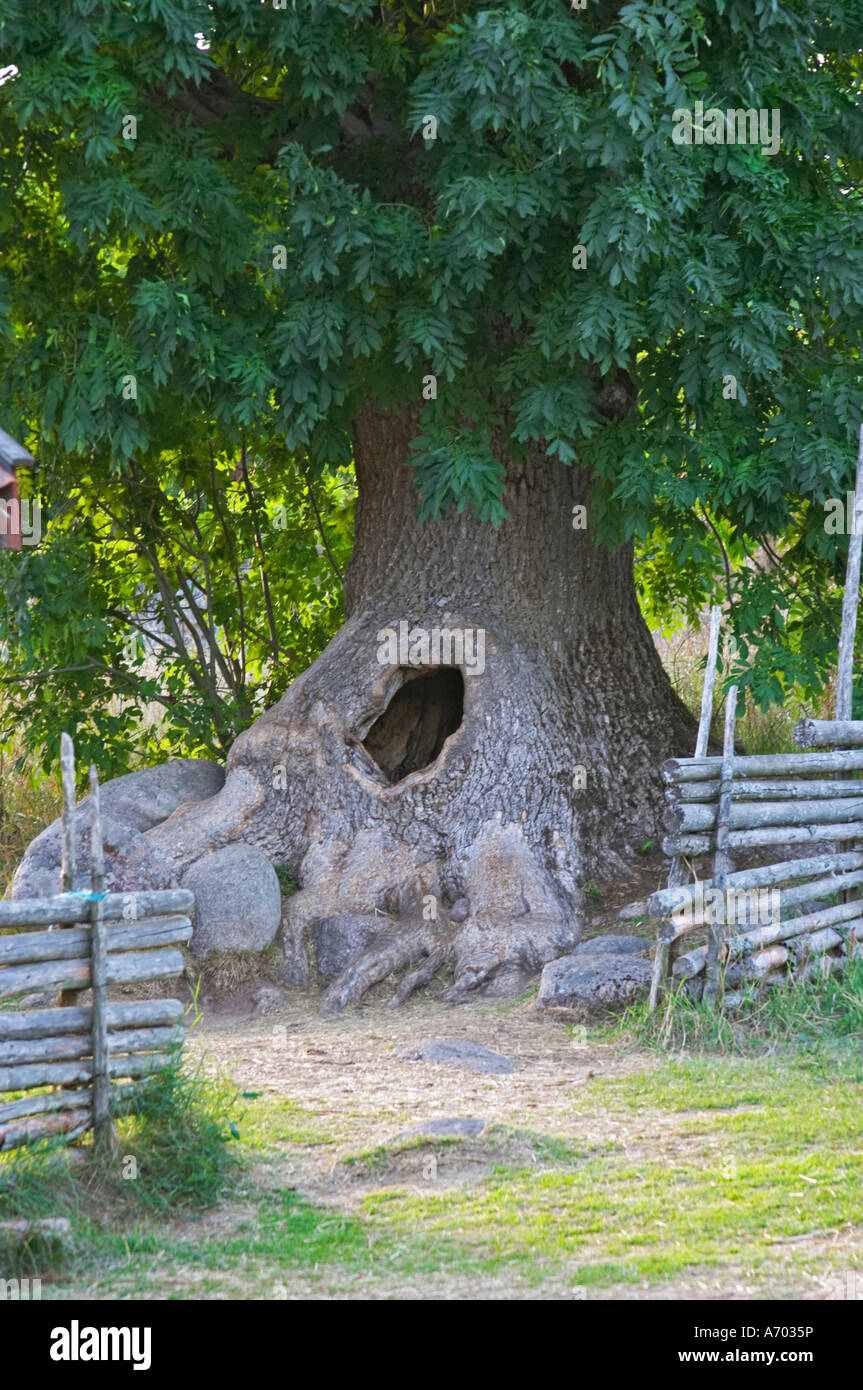 The hollow tree where the children could hide. The original location ...