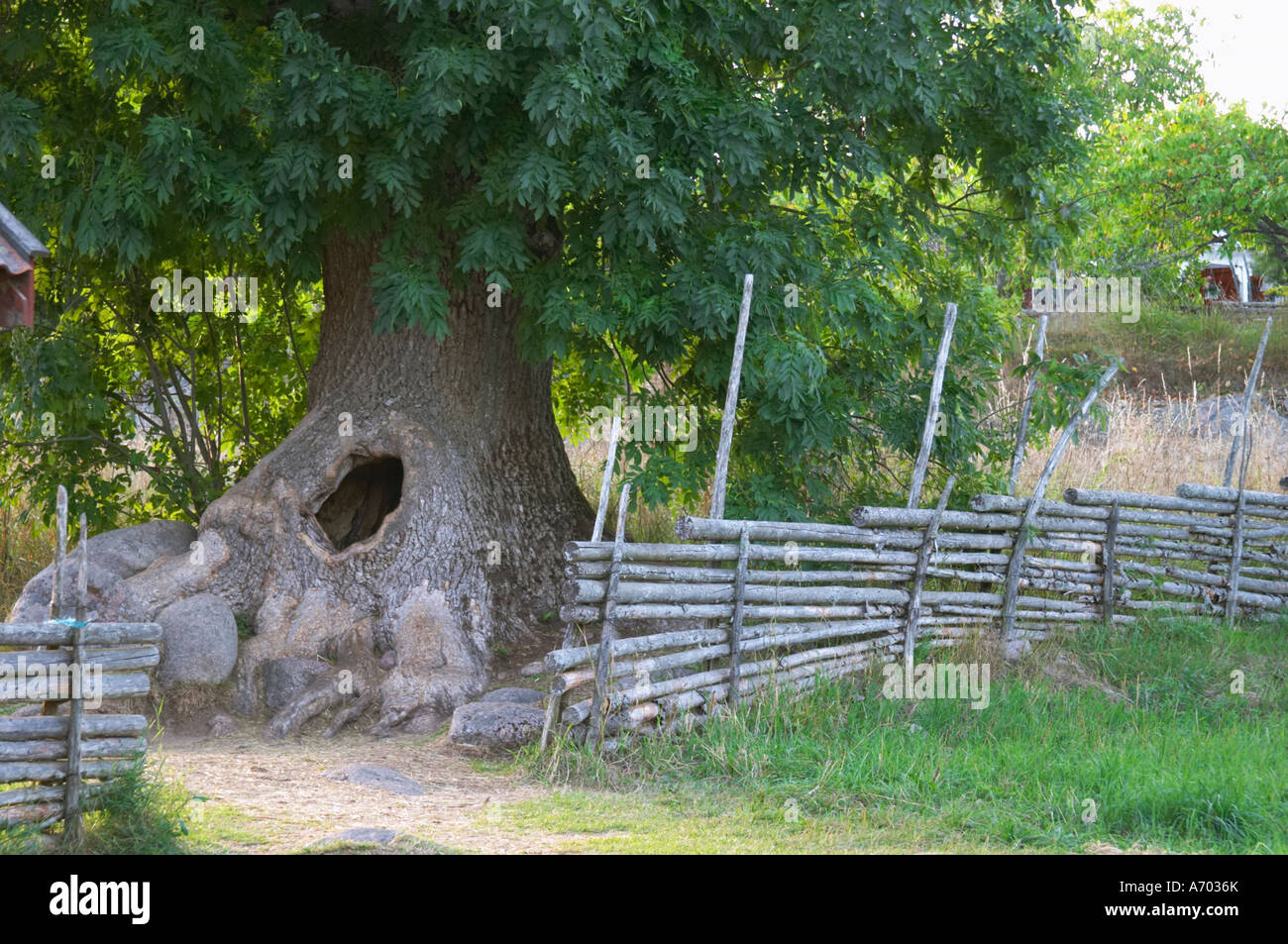 The hollow tree where the children could hide. The original location ...