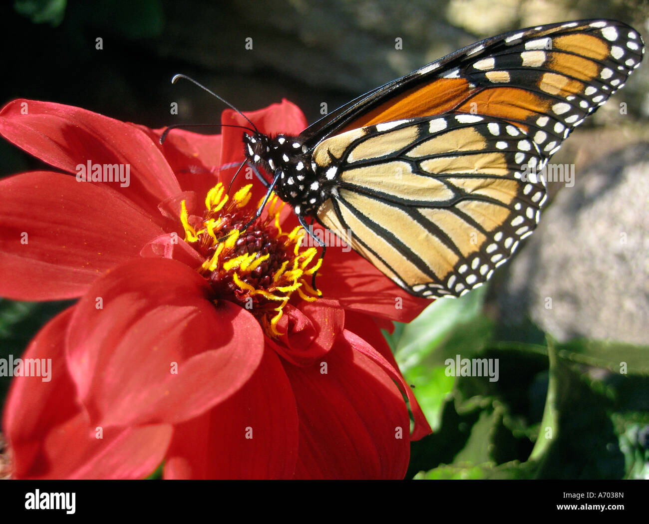 Monarch Butterfly on Flower Stock Photo - Alamy