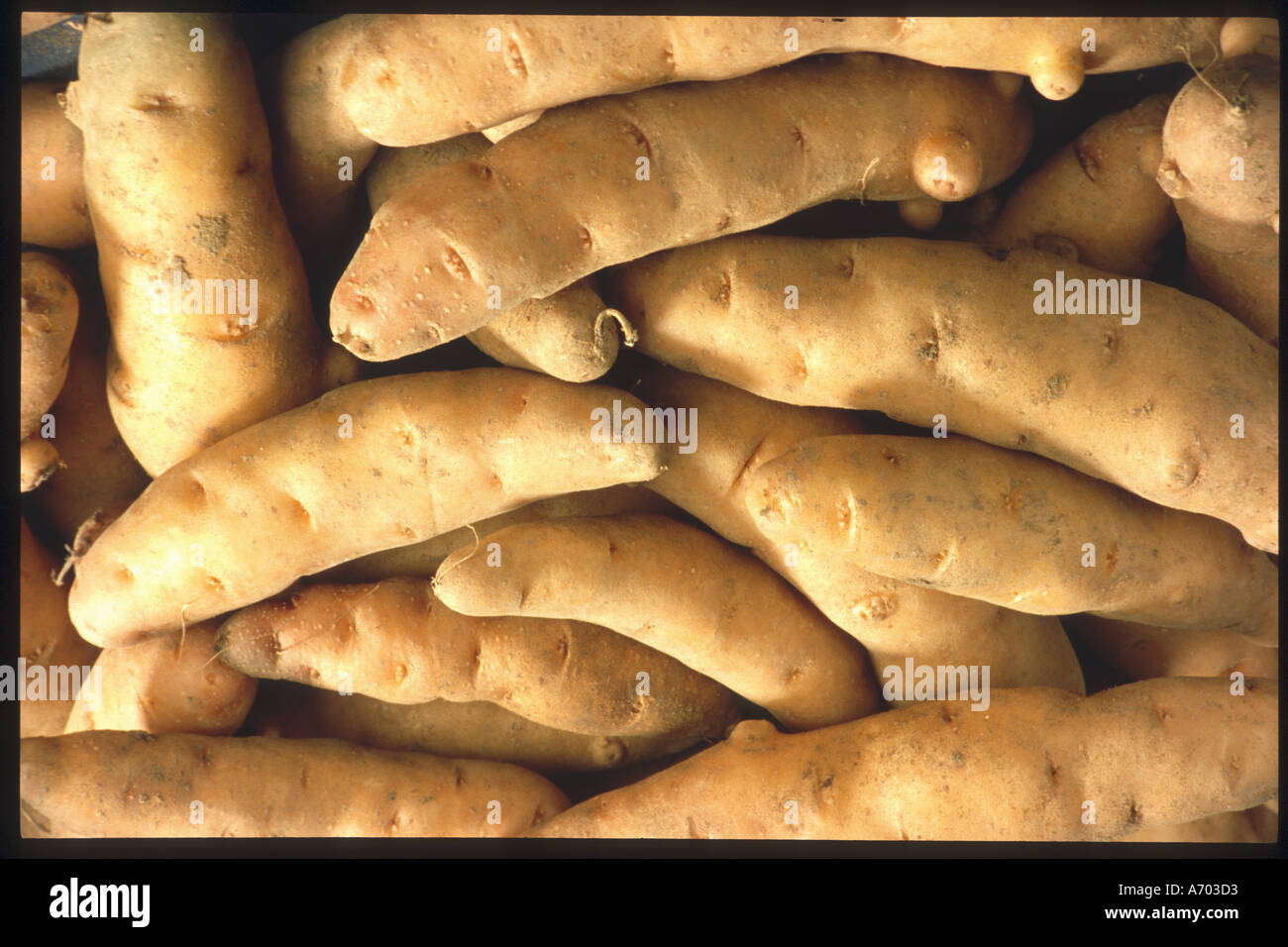 food vegetable potatoe potatoes special kind called Bamberger Hörnchen ...