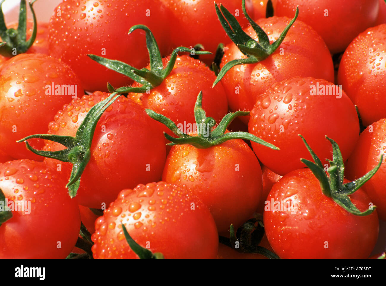 Close up of tomatoes England United Kingdom Europe Stock Photo - Alamy