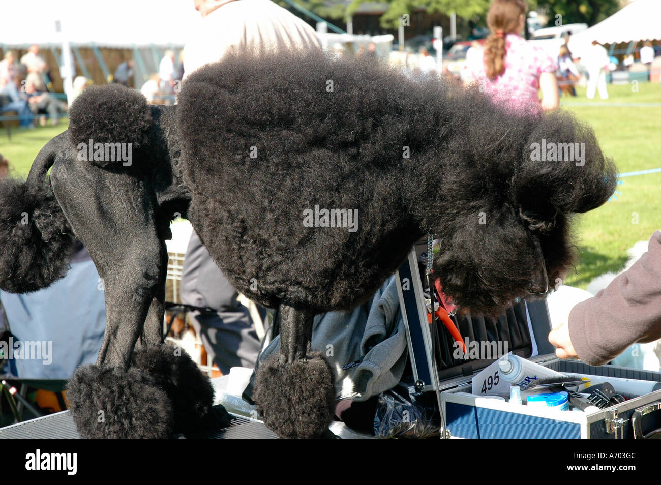 Poodle grooming at Nidderdale show Stock Photo - Alamy