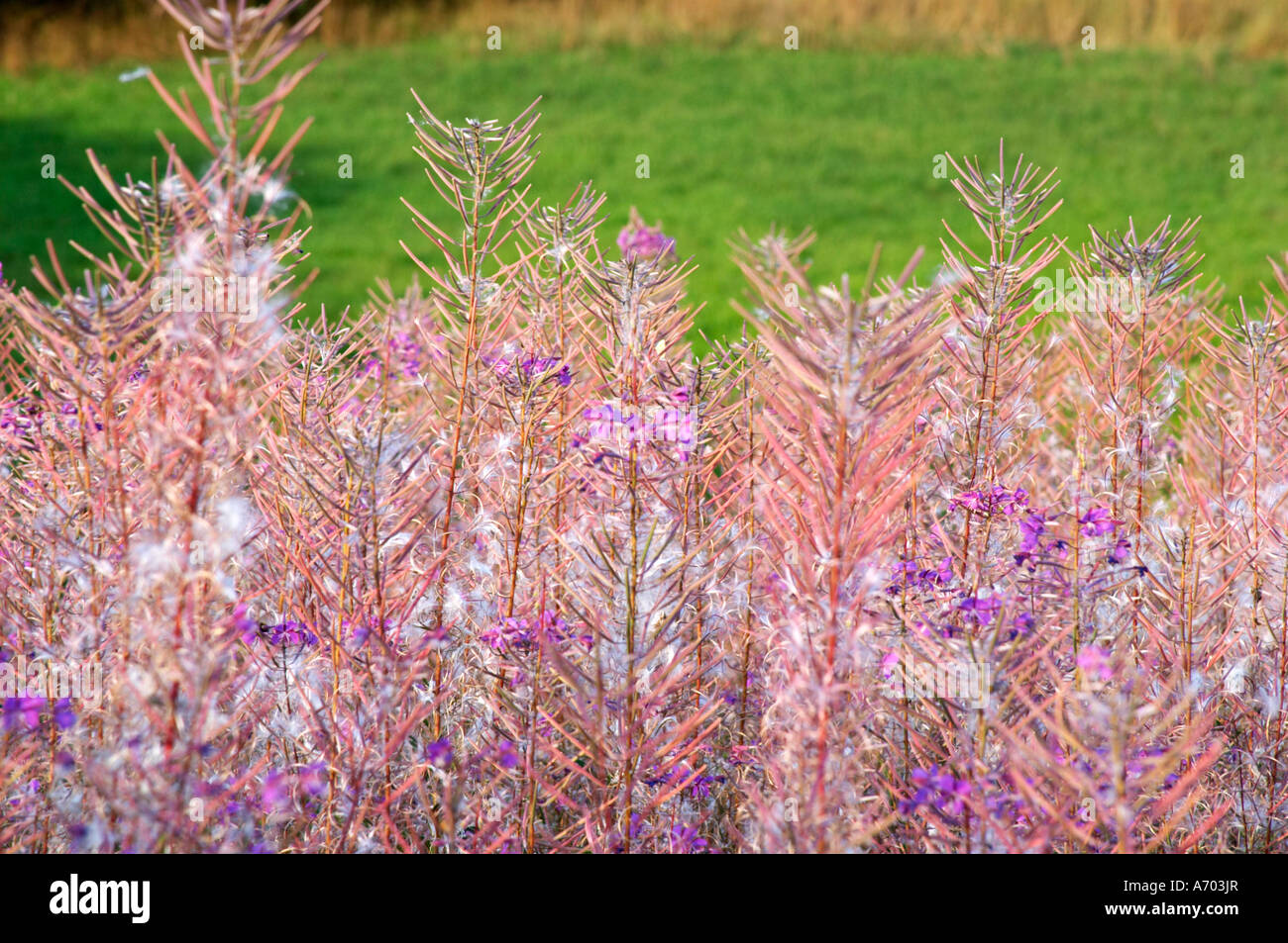 Rosebay willowherb willow herb Epilobium angustifolium. Airborne seeds ...
