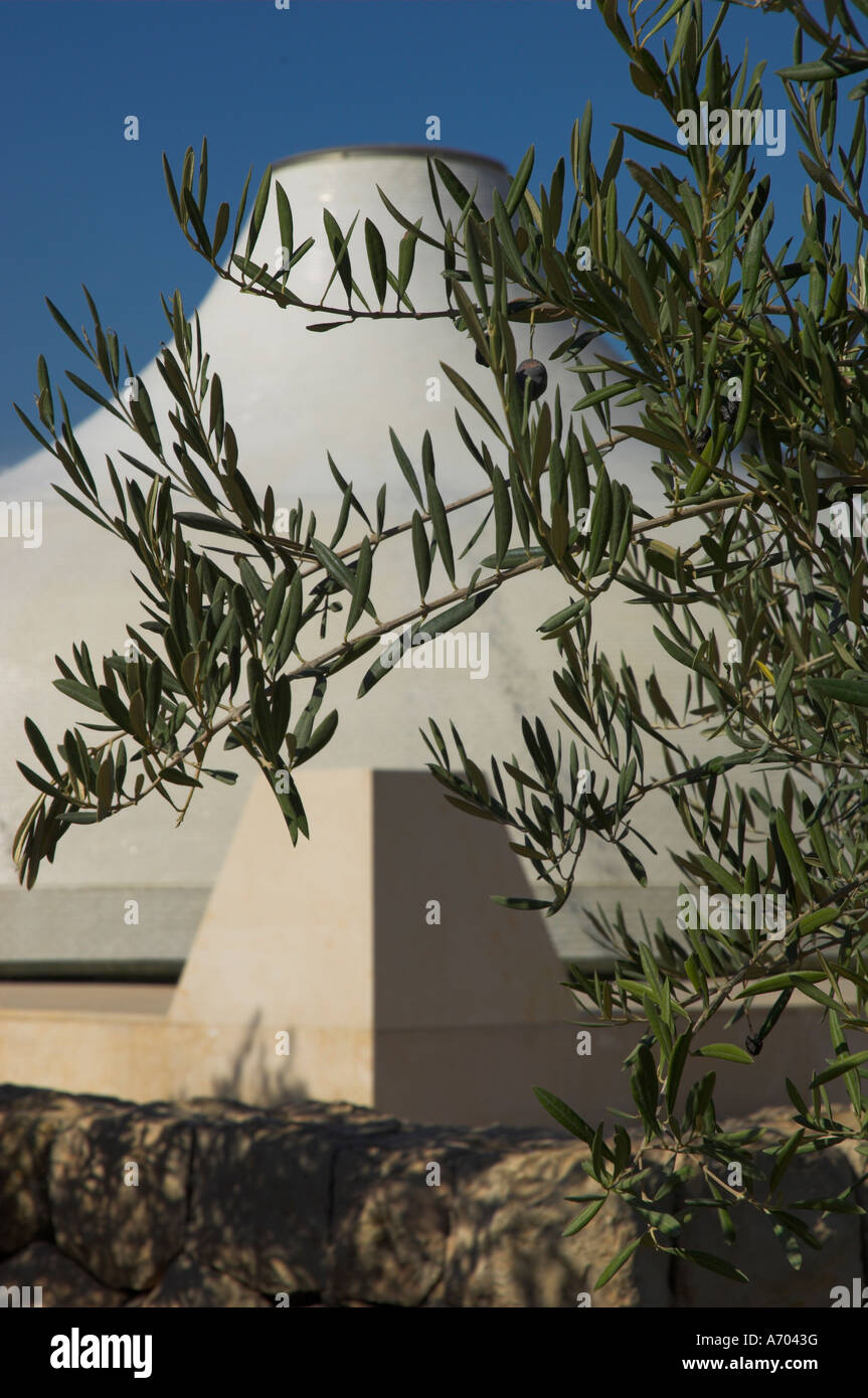 Israel olive tree hi-res stock photography and images - Alamy