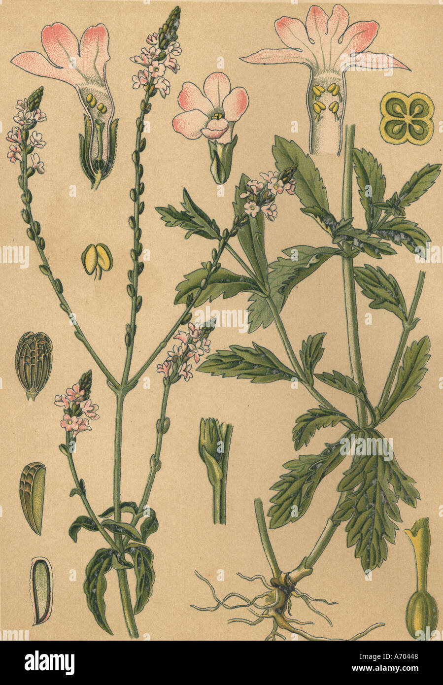 Medicinal plant Verbene officinalis historical 1895 Stock Photo - Alamy