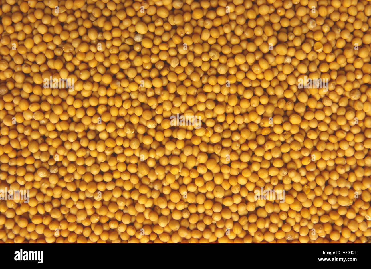 The mustard seed hi-res stock photography and images - Alamy