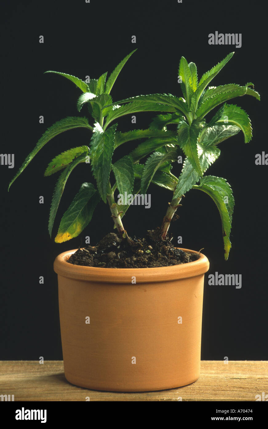 ehrenpreis veronica veronica longifolia plant Stock Photo - Alamy