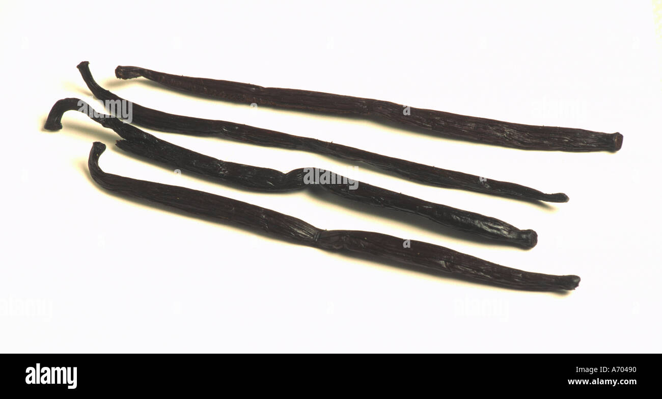 vanilla vanilla vanilla planifolia Stock Photo - Alamy