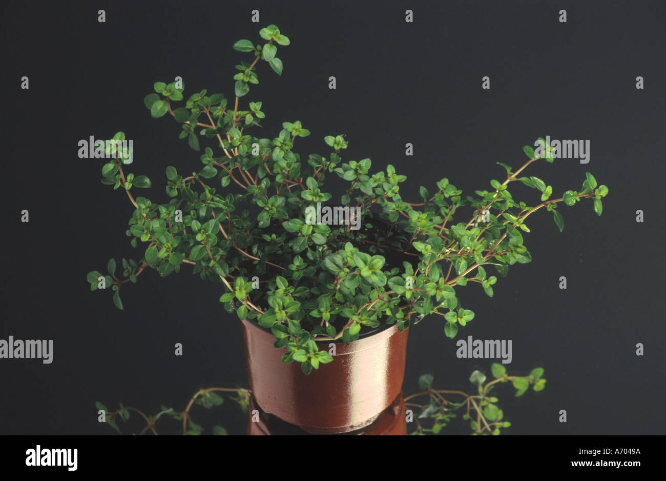 quendel feldthymian thyme plant thymus serpyllum Stock Photo - Alamy