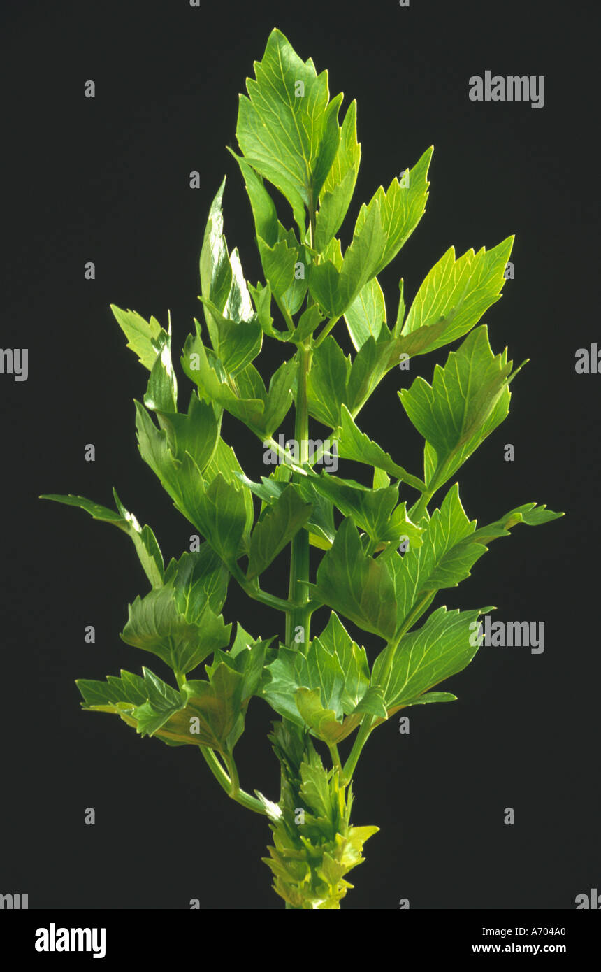 liebstock liebstöckel levisticum officinale loveage Stock Photo - Alamy
