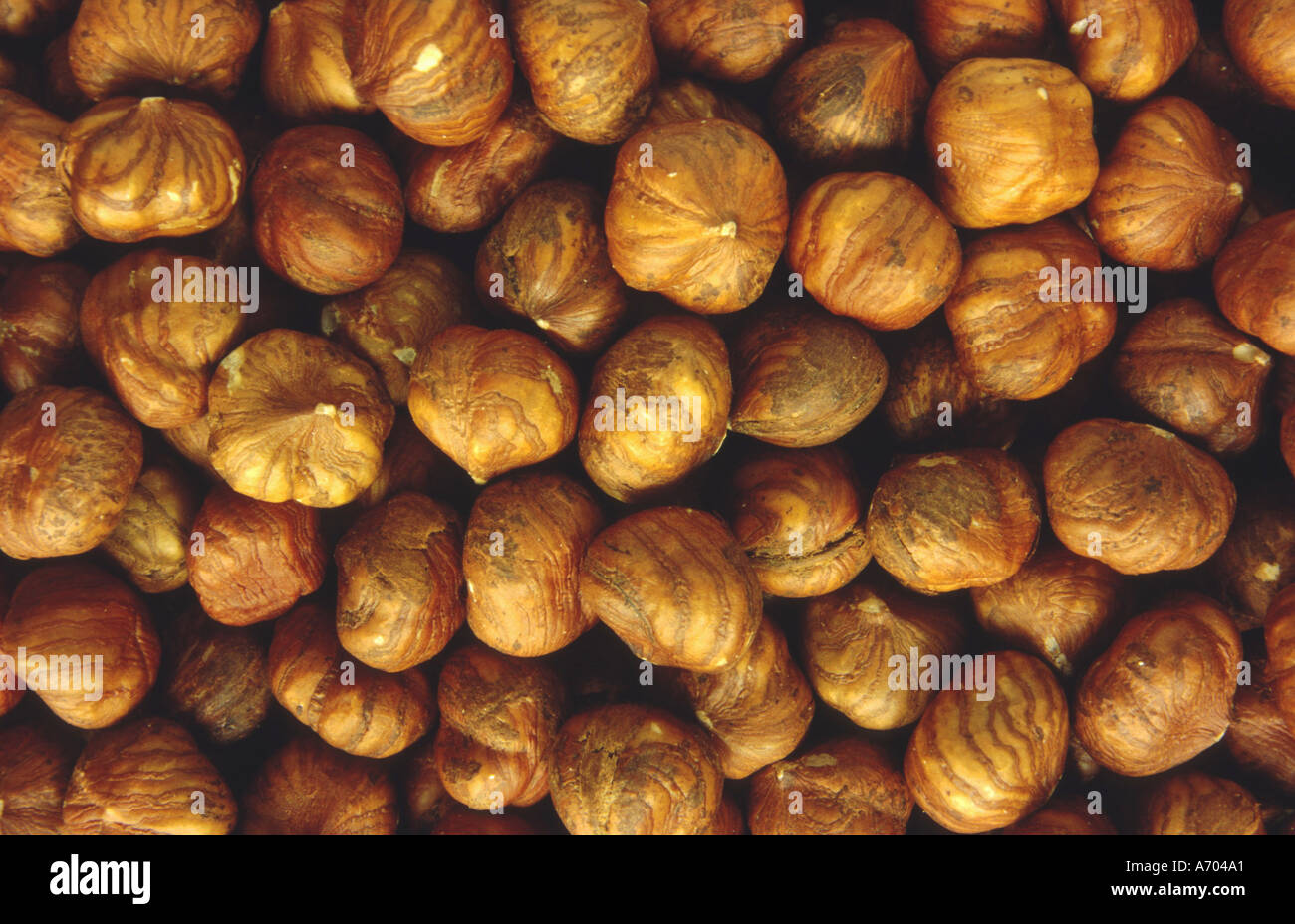food fruit fruits nut nuts hazelnut hazelnuts peeled corylus spp ...