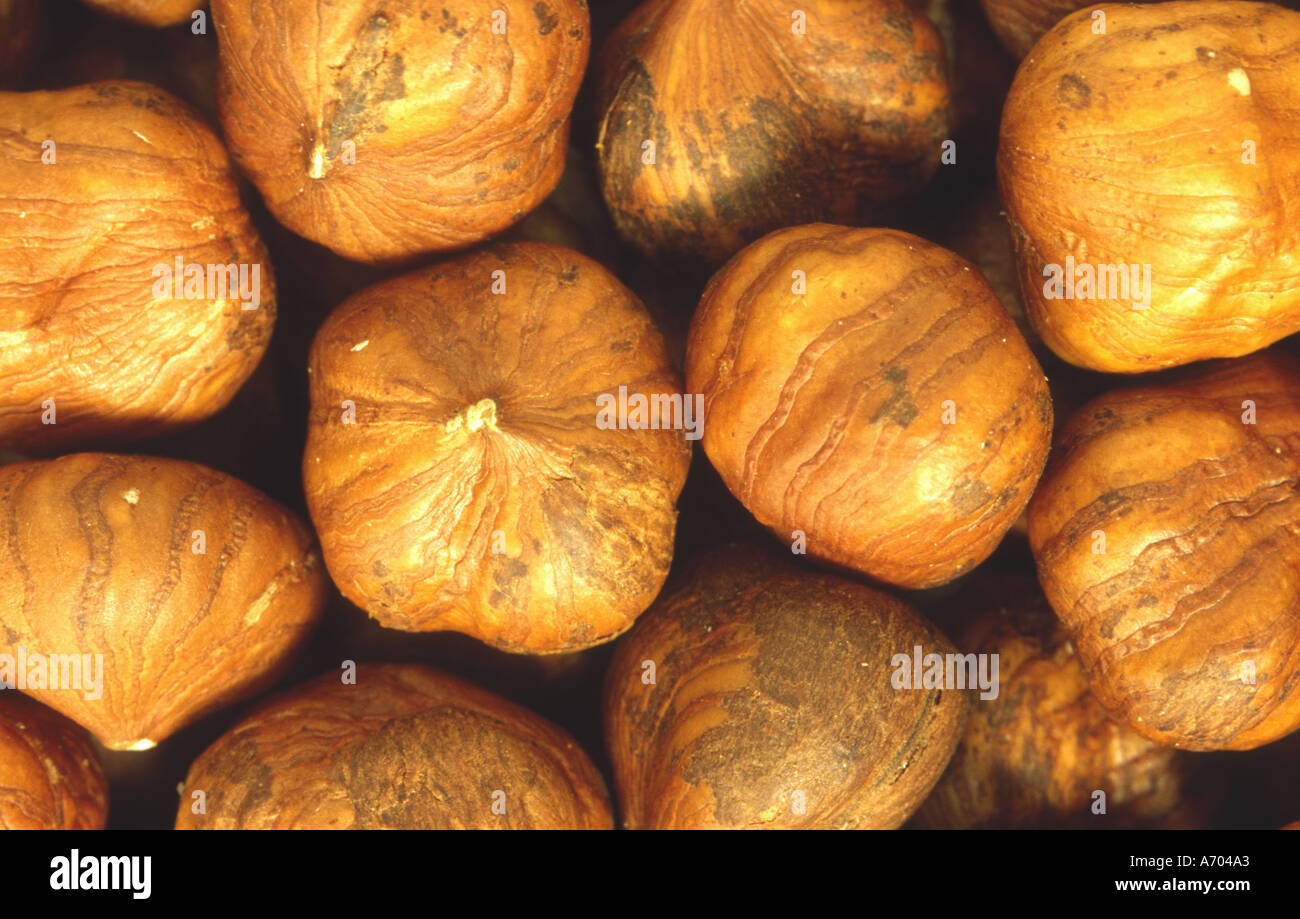food fruit fruits nut nuts hazelnut hazelnuts peeled corylus spp ...