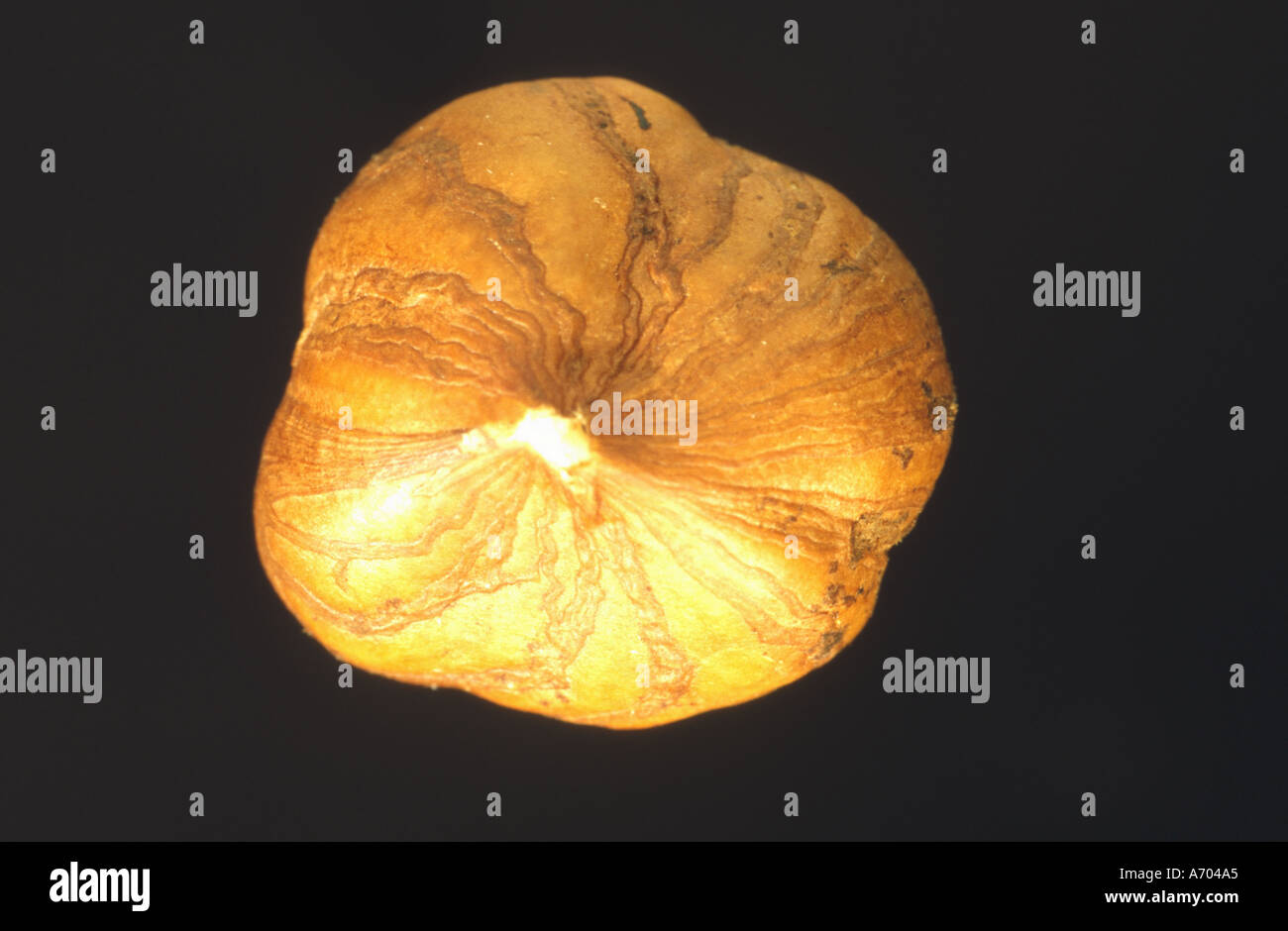 Haselnuesse hi-res stock photography and images - Alamy