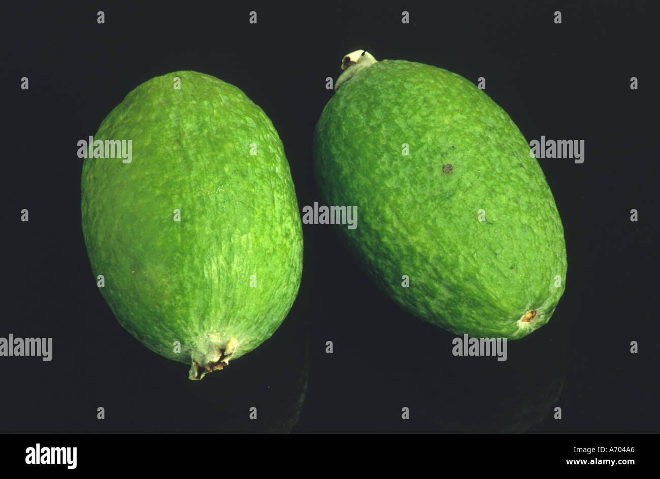 food fruit fruits exotic feijoa feijoa sellowiana southamerica Stock ...