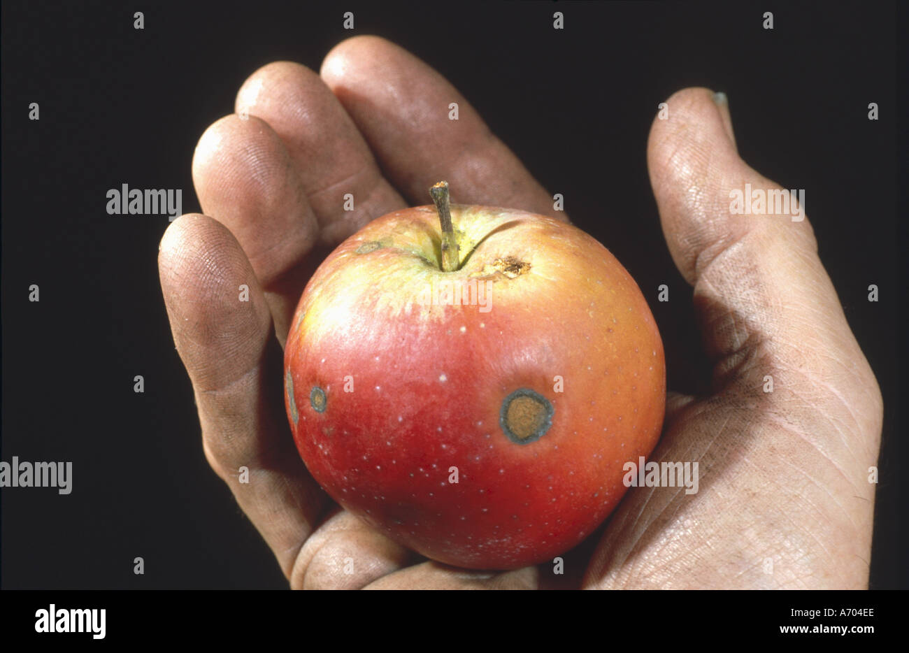 hand holding an apple only poor man s hand Stock Photo - Alamy