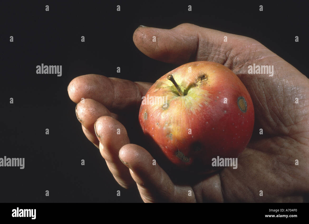hand holding an apple only poor man s hand Stock Photo - Alamy