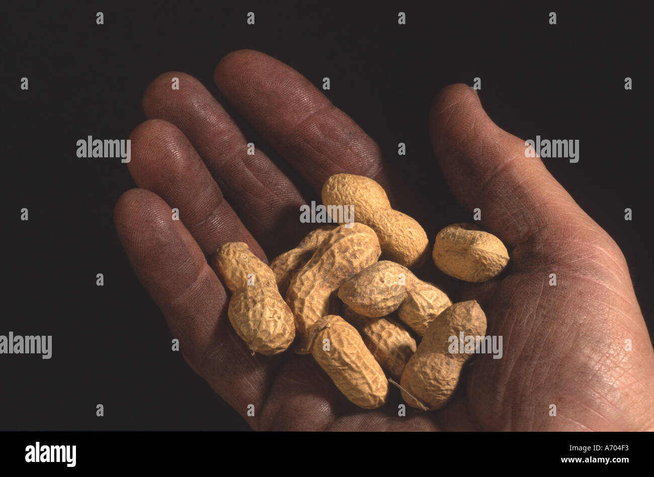 peanuts hand of a worker holding some peanuts Stock Photo - Alamy