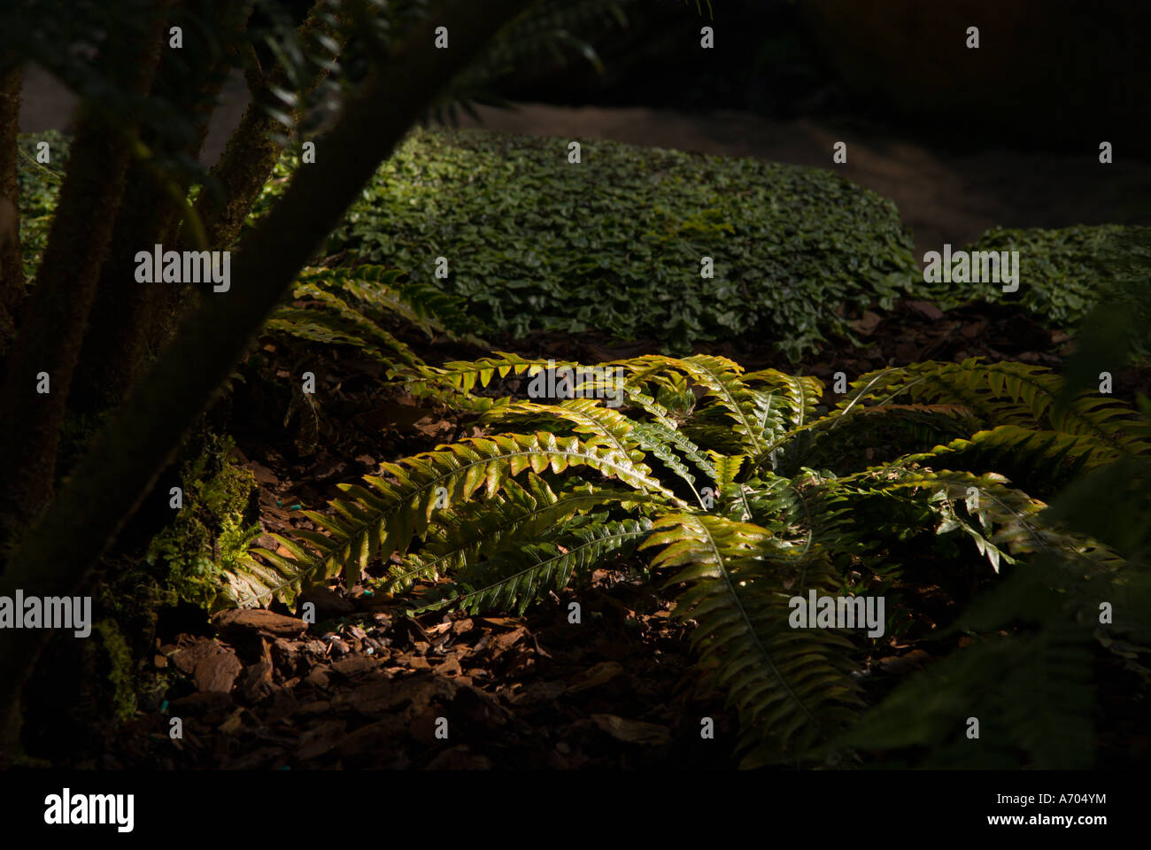 Edinburgh Botanic Gardens Scotland UK tropical rainforest fern exhibit ...