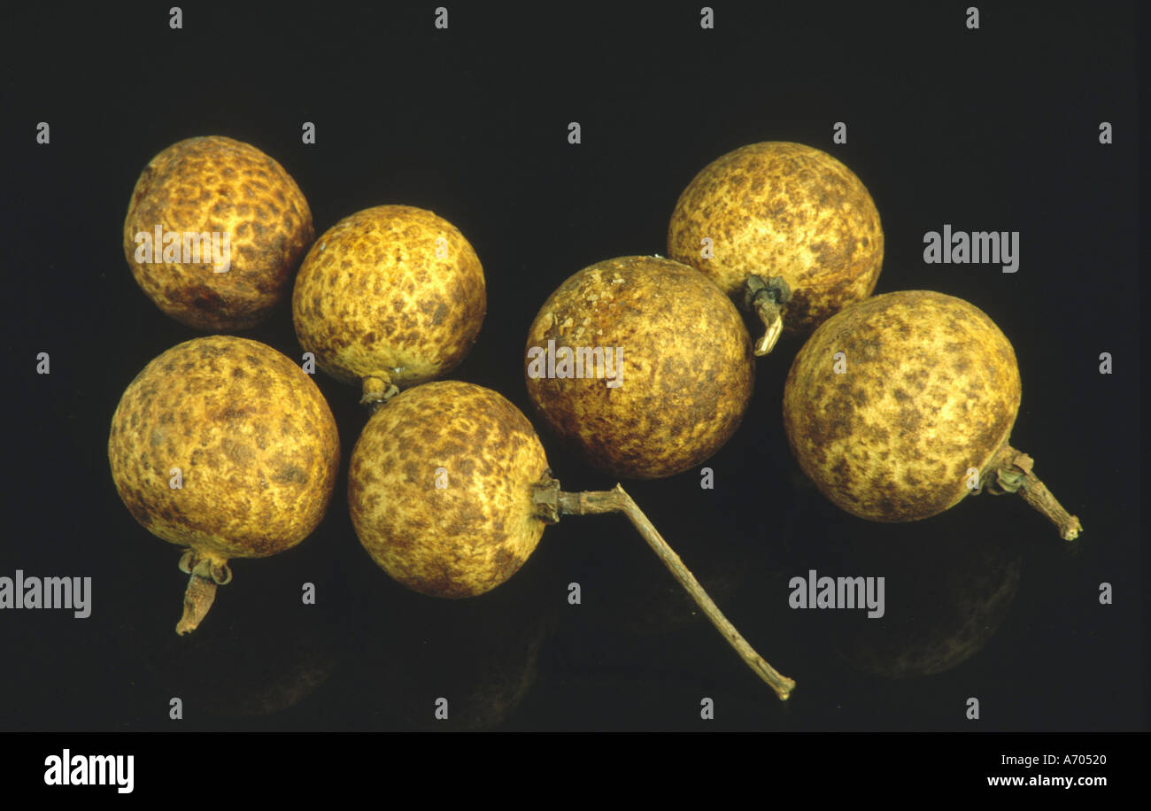 food fruit fruits exotic longane dimocarpus longan Stock Photo - Alamy